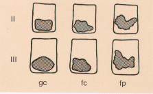 Position of Statoliths in Statocytes from Cress Roots under Changing ...